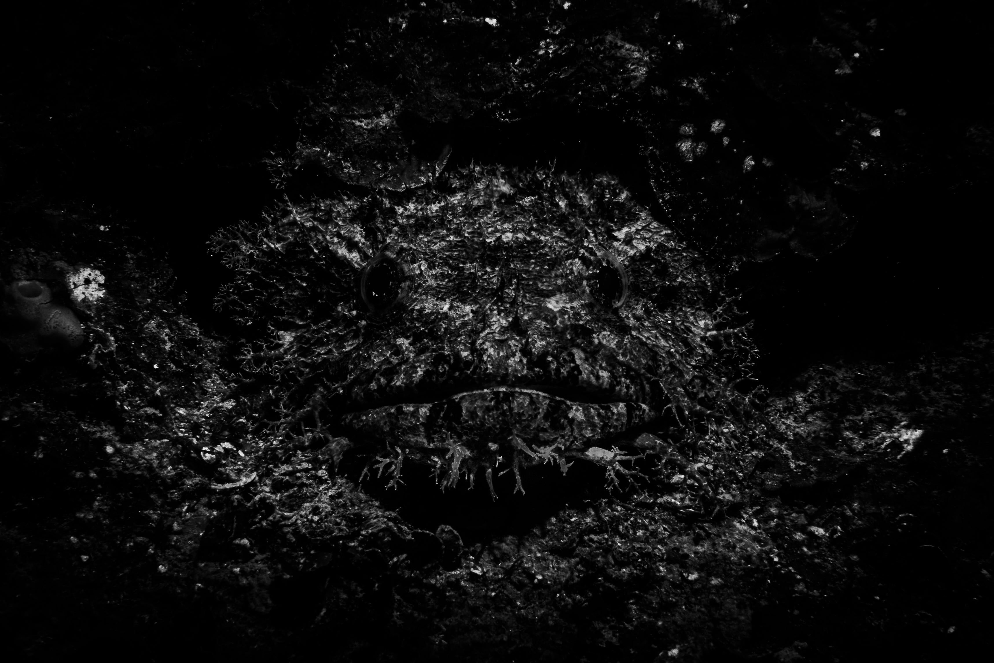Bearded Toad Fish