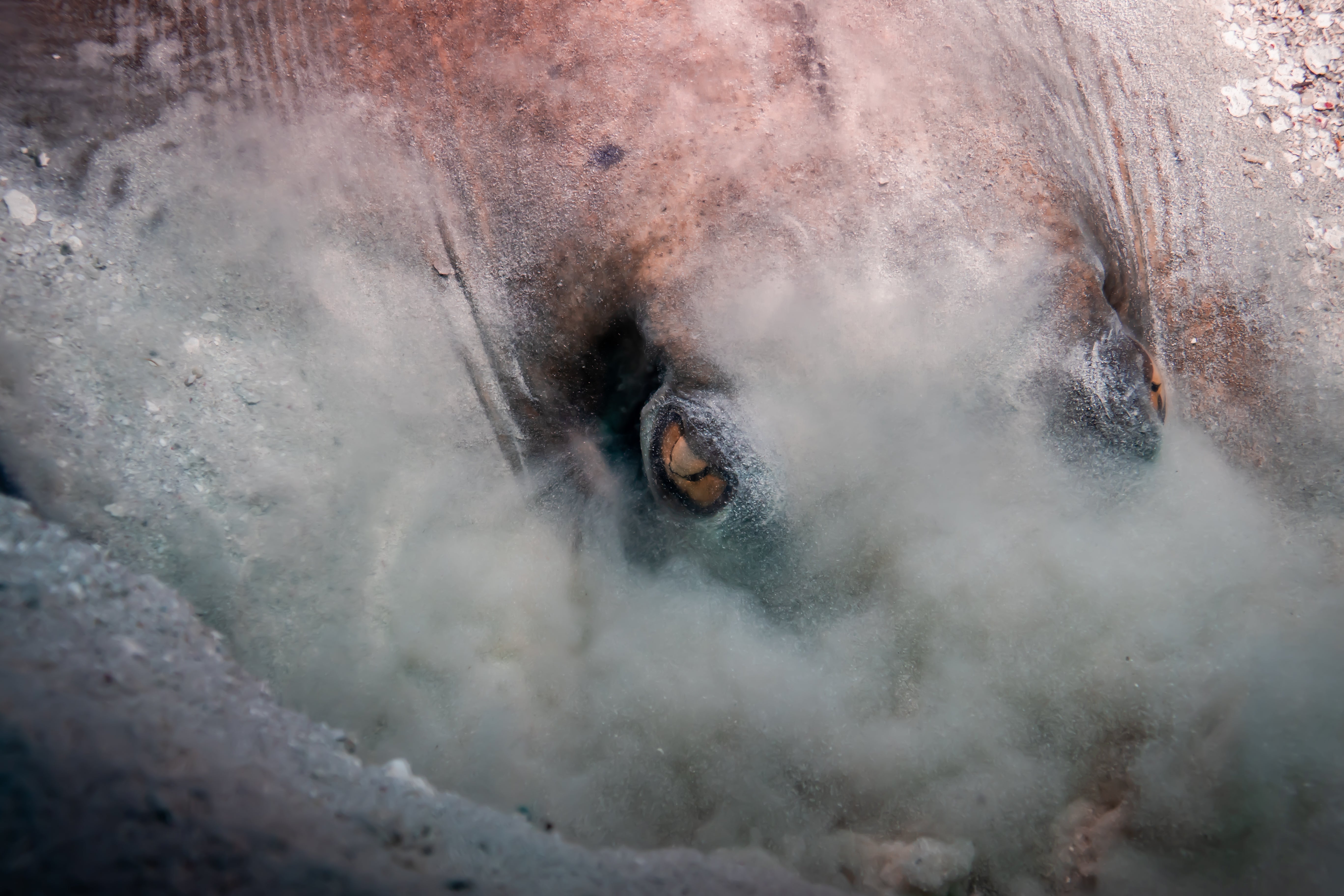 Southern Ray Eyes